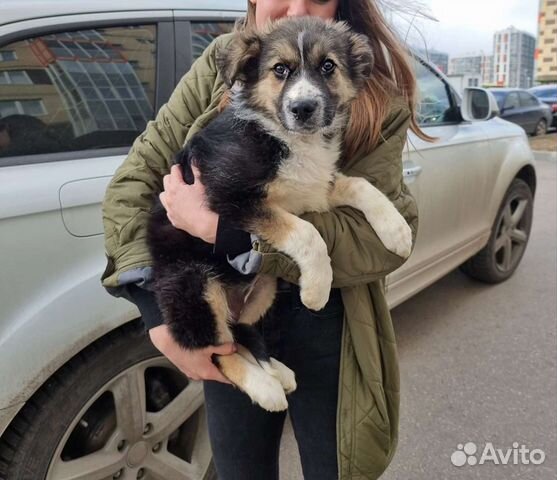 Щенок в добрые руки