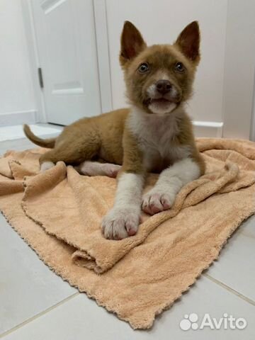 Щенок в добрые руки