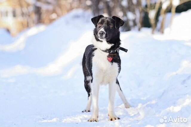 Невероятно добрая собака