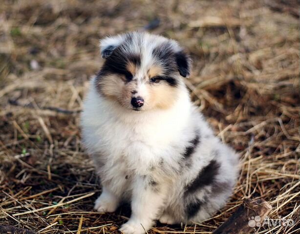 Колли д-ш щенок мраморный мальчик