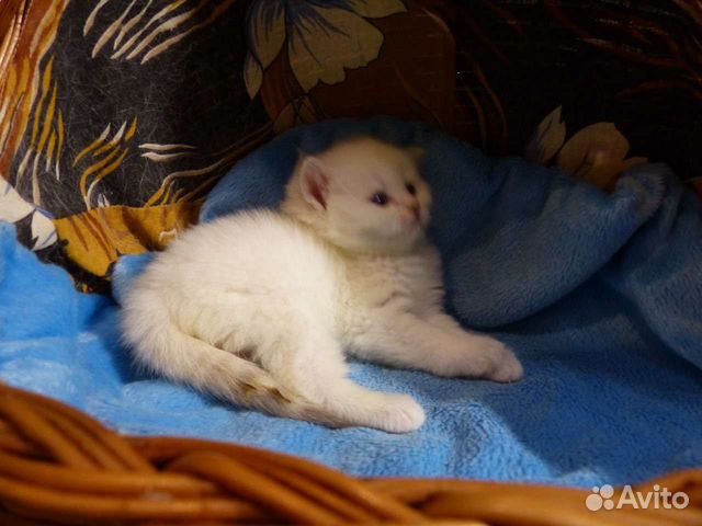 Британская кш кошка. by11