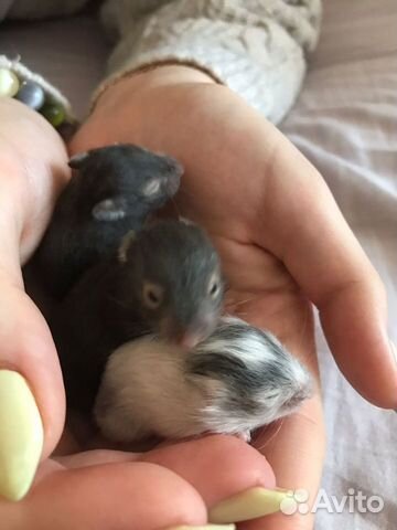 Сирийский хомяк