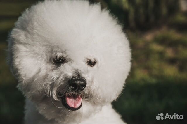Кобель Бишон Фризе для вязки