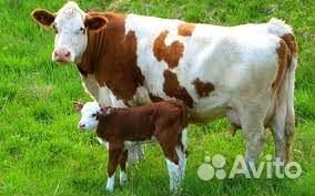 Коровы с телятами