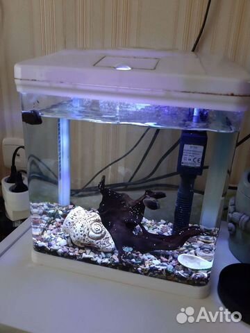 Аквариум, улитки неретина