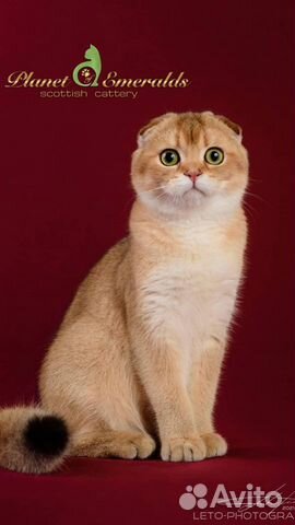 Шотландский золотой кот 1 год 5 мес в любимцы