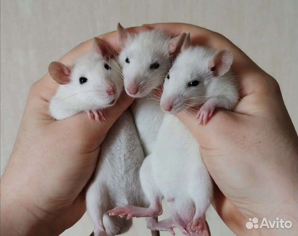 Крысята
