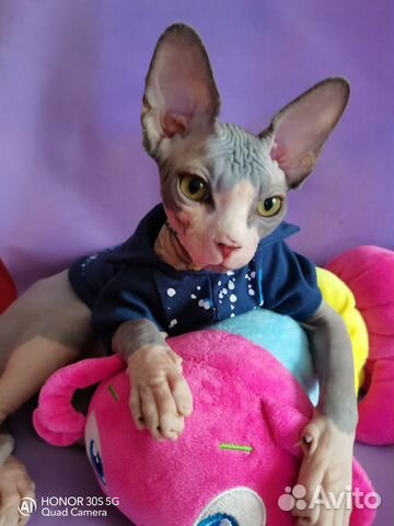 Канадский сфинкс котенок