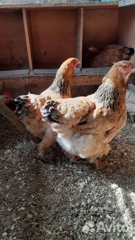 Петухи брамма