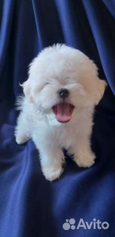 Микро мальтезе 100 кореец