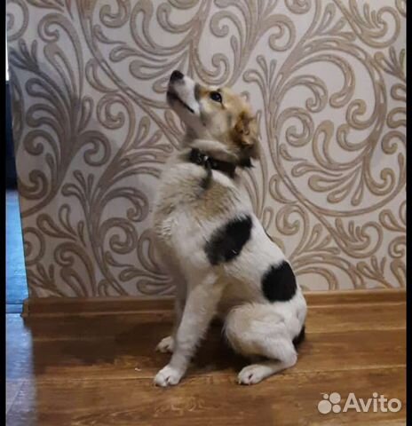 Собака
