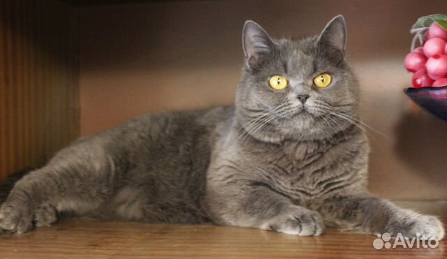 Кошечка- болтушка Джемма