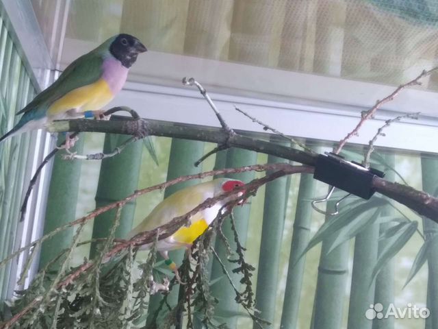 Амадины гульда птенцы