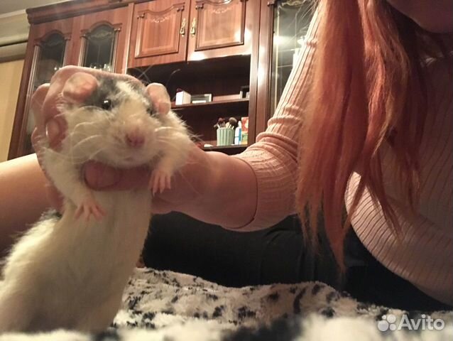 Крыса с клеткой