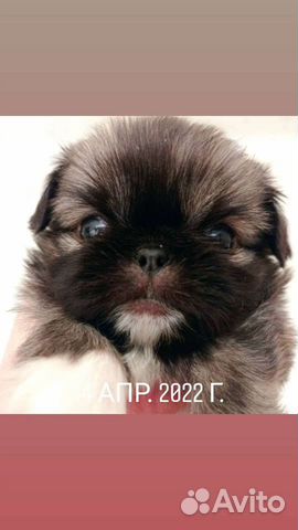 Щенки пекинеса, девочка