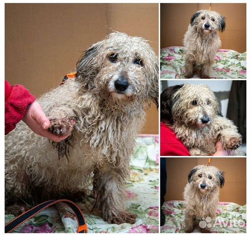 Собака мальчик, Бубба ищет дом