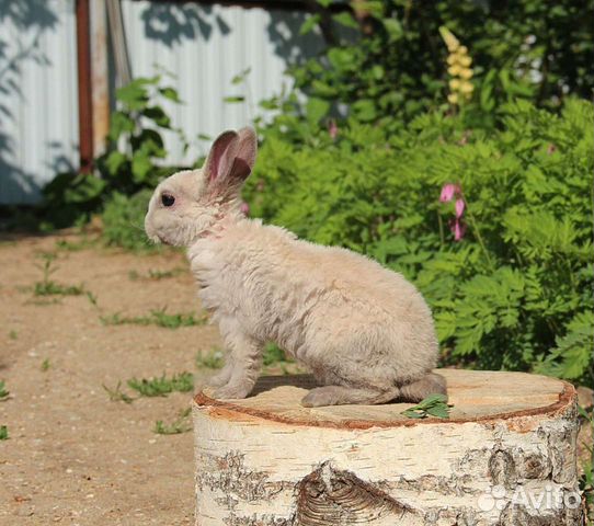 Карликовый рекс, породные крольчата