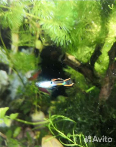 Гуппи эндлера