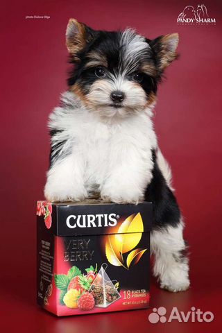 Щенки бивер йорка из питомника " от Панды Шарм"