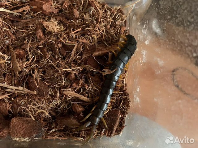 Сколопендра цингулята