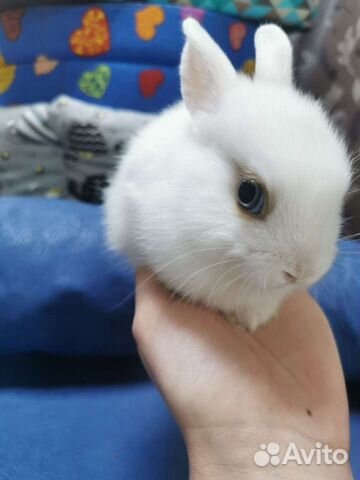 Декоративные кролики