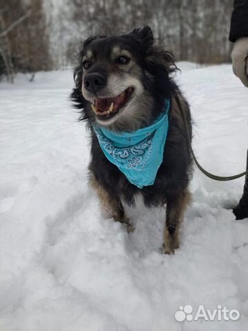 Сладкая Булочка Алиса ищет дом