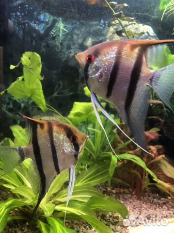 Скалярии манакапуру пара