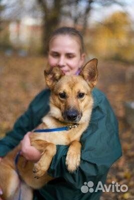 Злата. Собака в дар