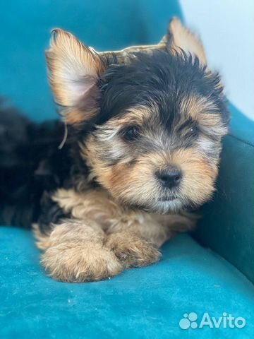 Черные йорки Видео внутри