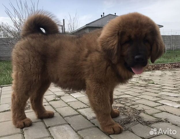 Тибетский мастиф щенки