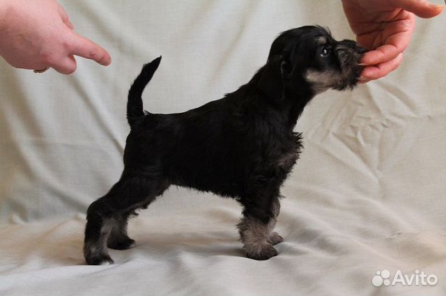 Щенки цвергшнауцера. Окрас черный с серебром