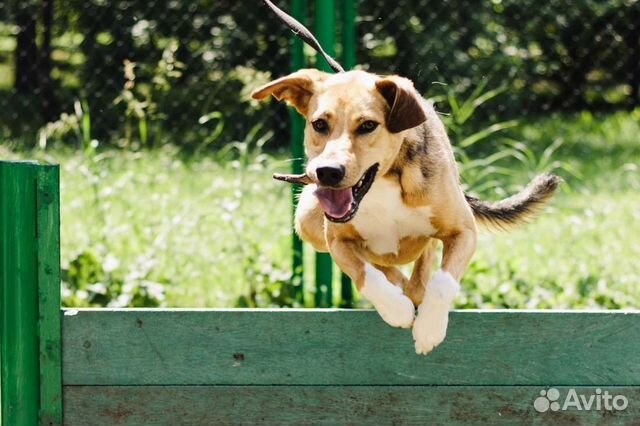 Малавита ищет дом