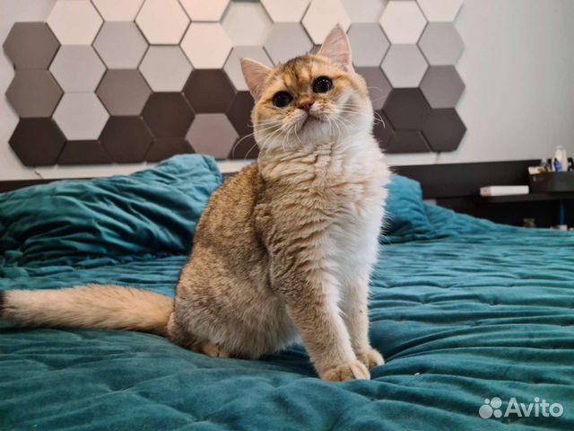 Британский котик Бантик ищет новую семью