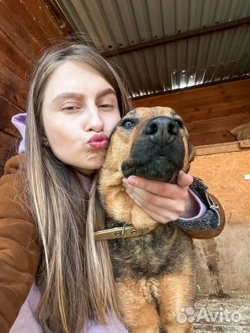 Собака которой не везет в добрые руки