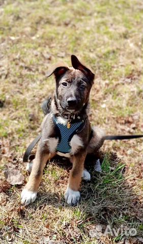 Красавчик Макс ищет дом