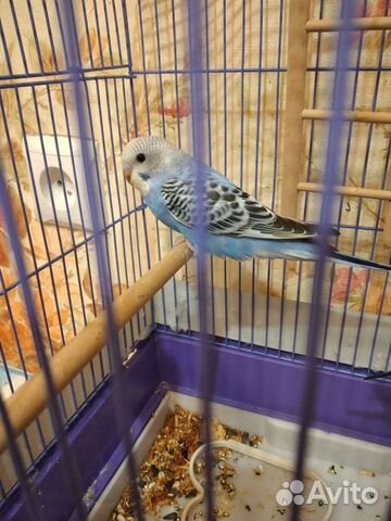 Птенцы волнистый попугай