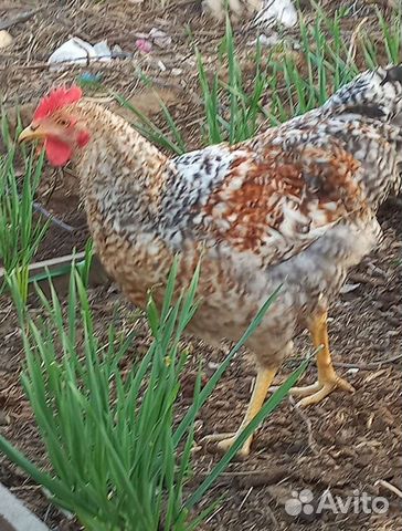 Билефельдер семья