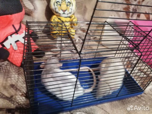 Декоративная крыса