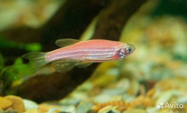 Обмен данио