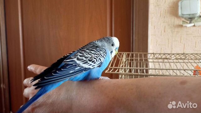 Говорящий и ручной волнистый попугайчик