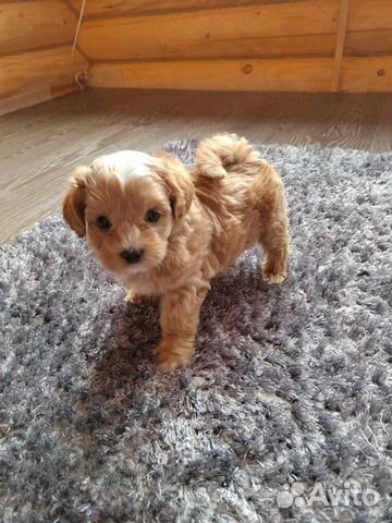 Щенки мальтипу F1