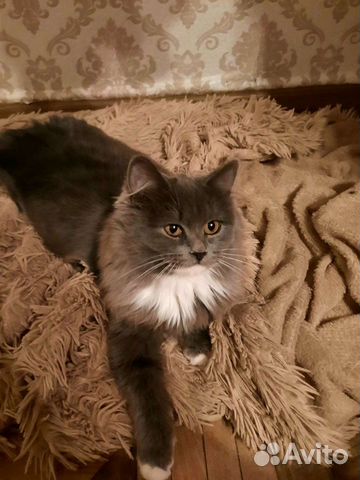 Кошка в добрые руки