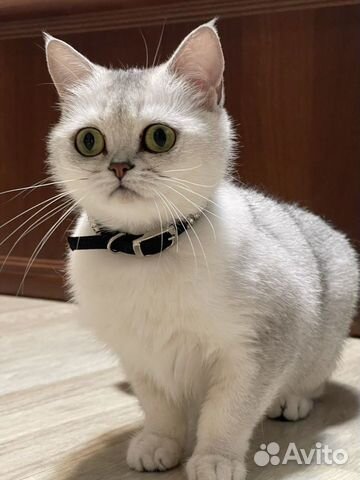 Кошка тикированная шотландская