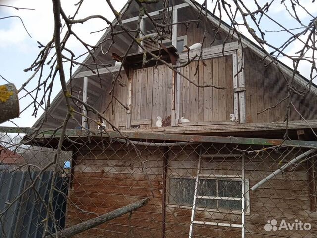 Продаю голубей 3 голубятни все голуби дорогие