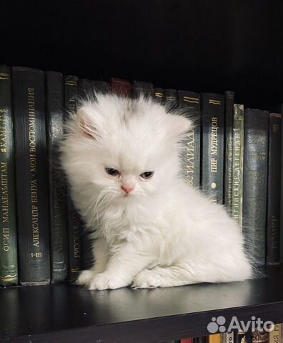 Персидские котики