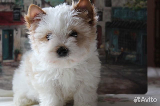 Бивер,Голдаст йоркирский терьер