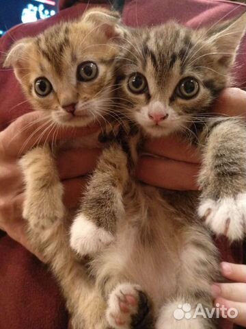Котики бесплатно в добрые руки