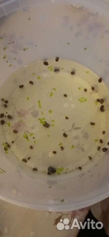 Улитки катушки бесплатно