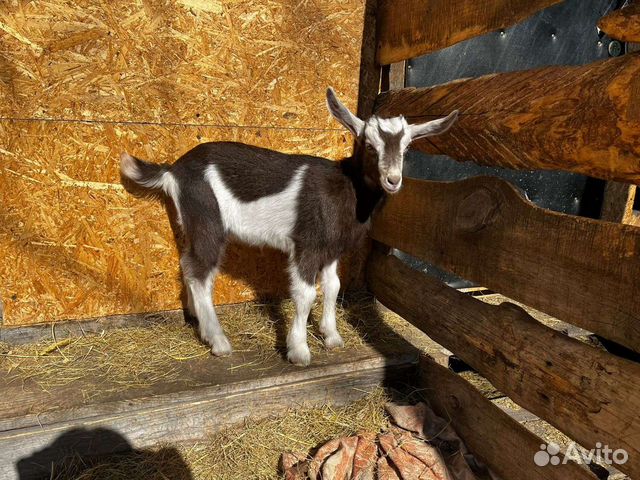 Козлята