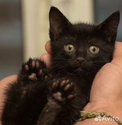 Очаровательный черненький котенок девочка 1,5 мес